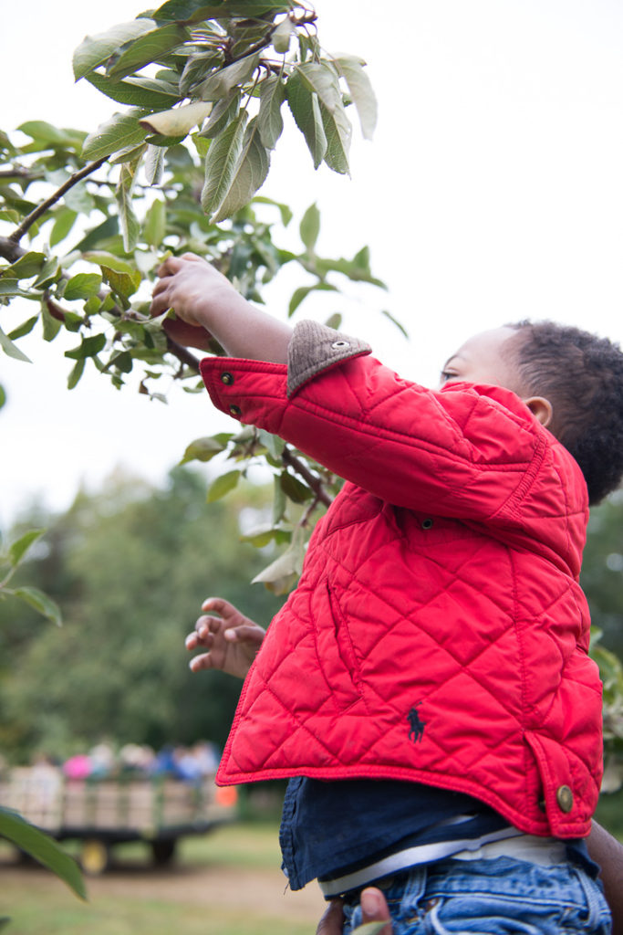 Apple Picking, Pumpkins & Pony Rides – Storied and Styled