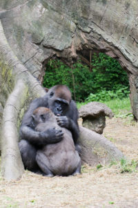 Visiting The Bronx Zoo – Storied and Styled